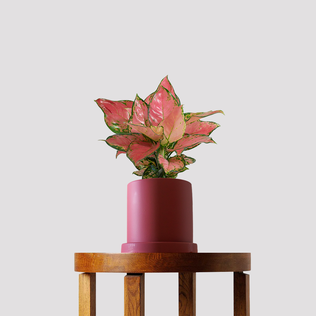 Aglaonema Auspicious Red - The Good Plant Co