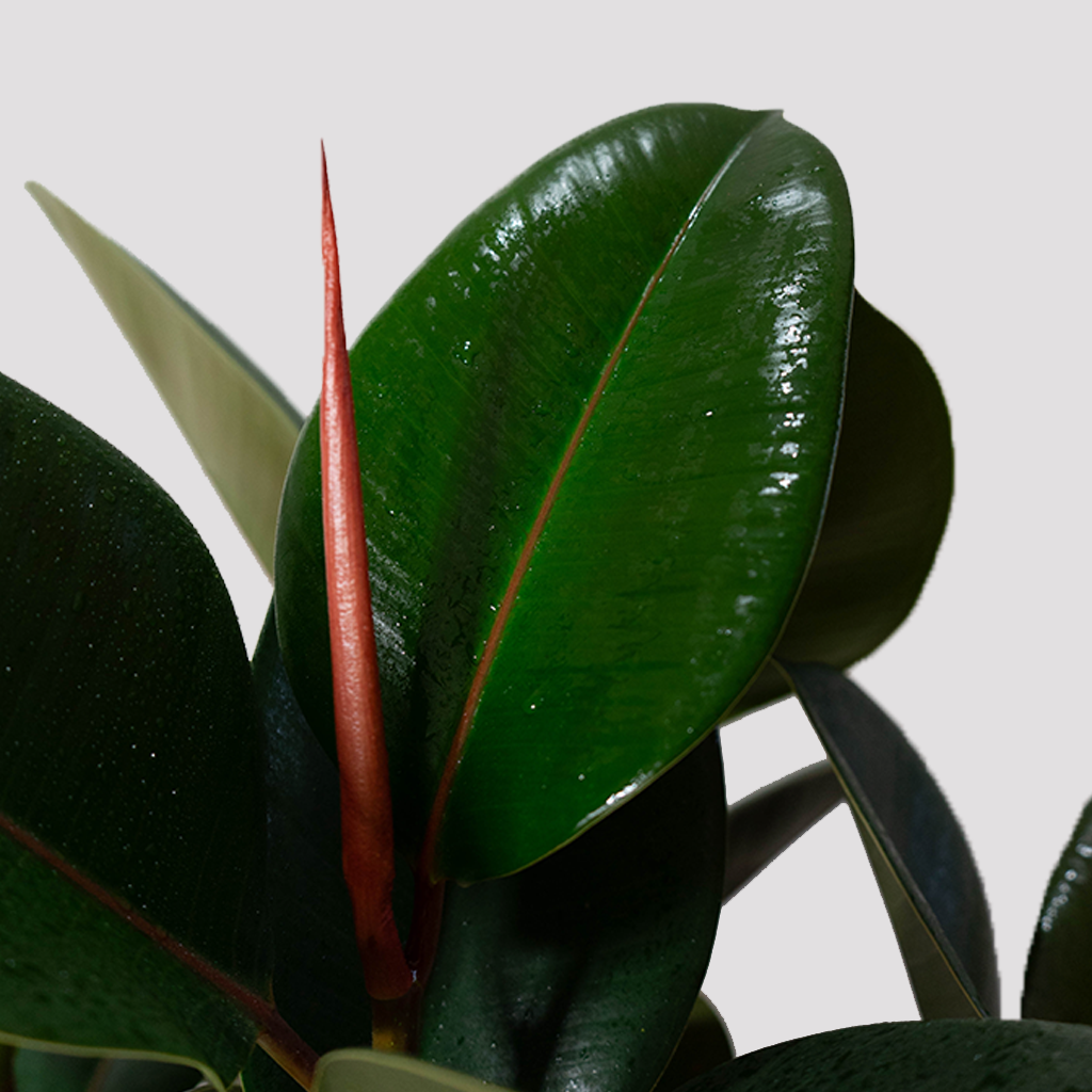 Robusta Rubber Tree Plant | The Good Plant Co