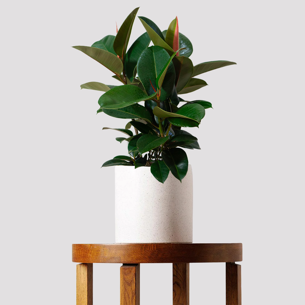 Robusta Rubber Tree Plant | The Good Plant Co