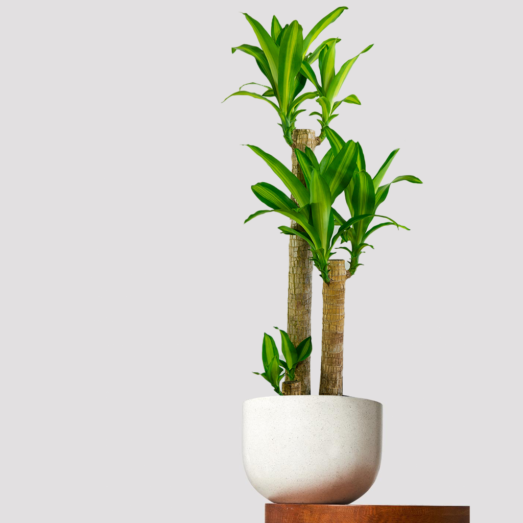 Happy Plant For Sale | The Good Plant Co