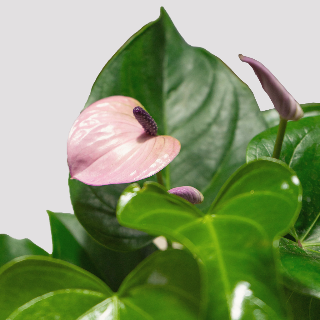 Purple Anthurium | The Good Plant Co