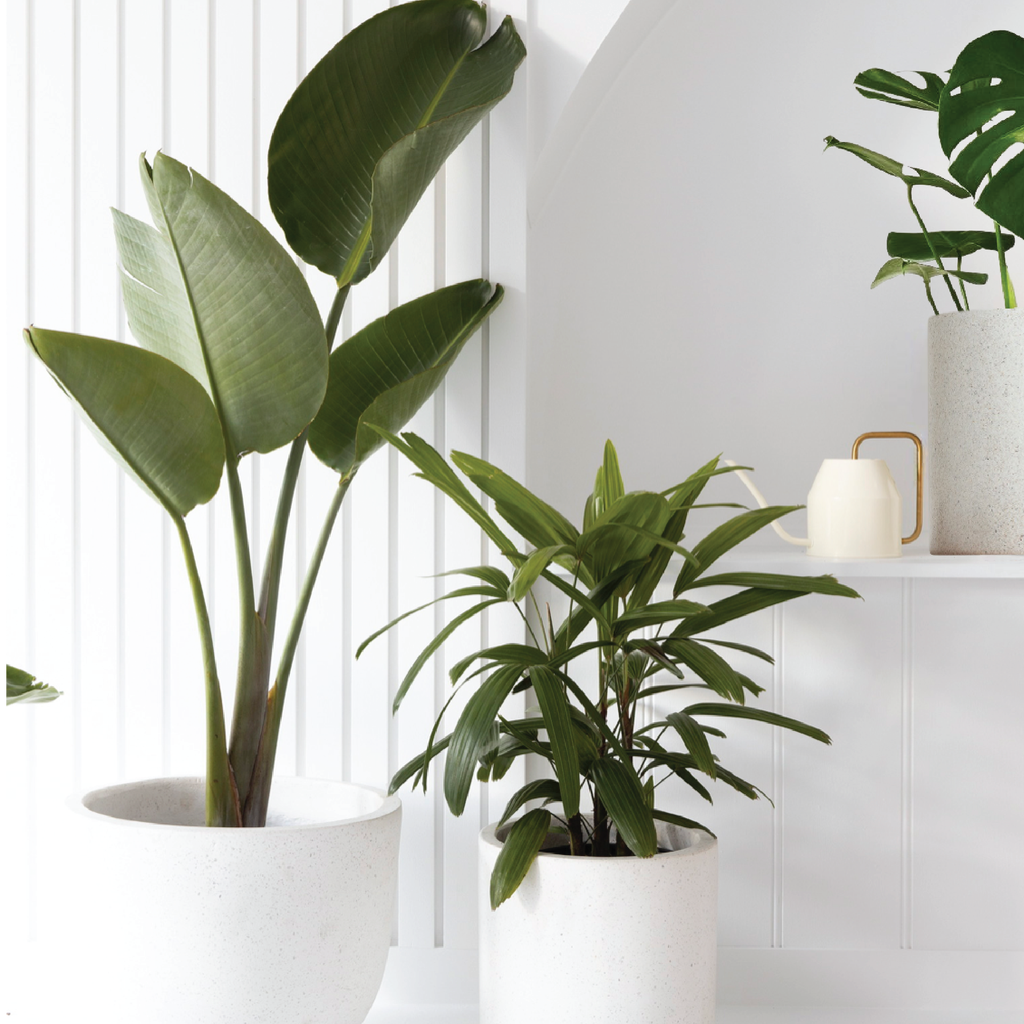 Shop Indoor Plants for Living Rooms at The Good Plant Co