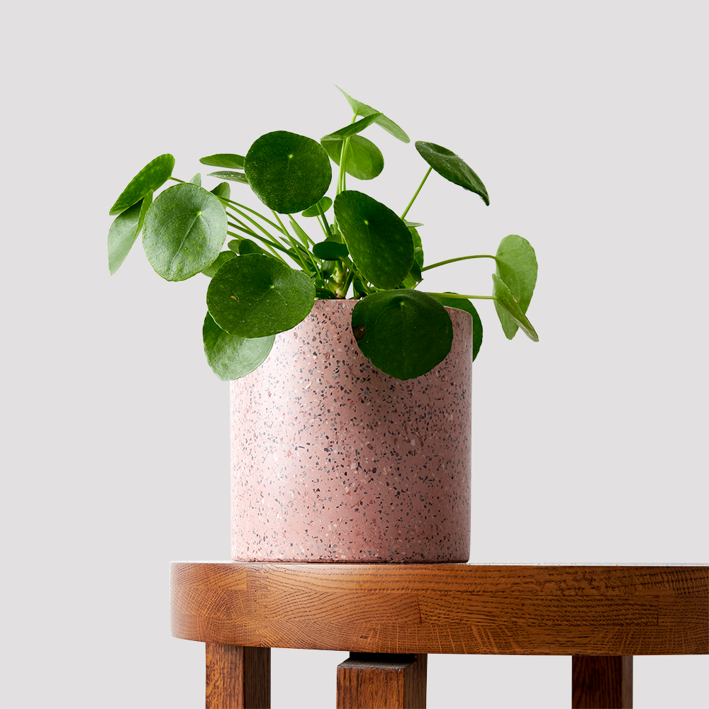 Pink Pots for Plants | The Good Plant Co