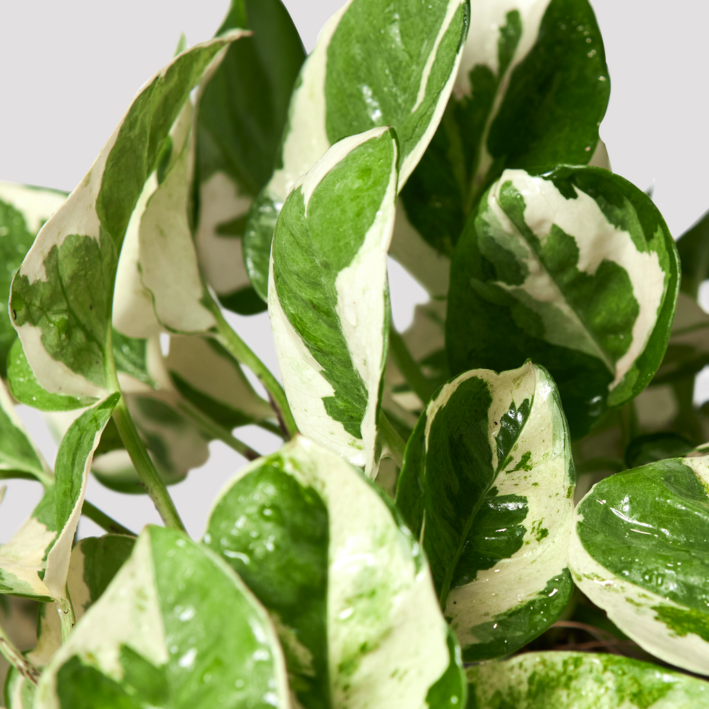 Buy Snow Queen Pothos | The Good Plant Co
