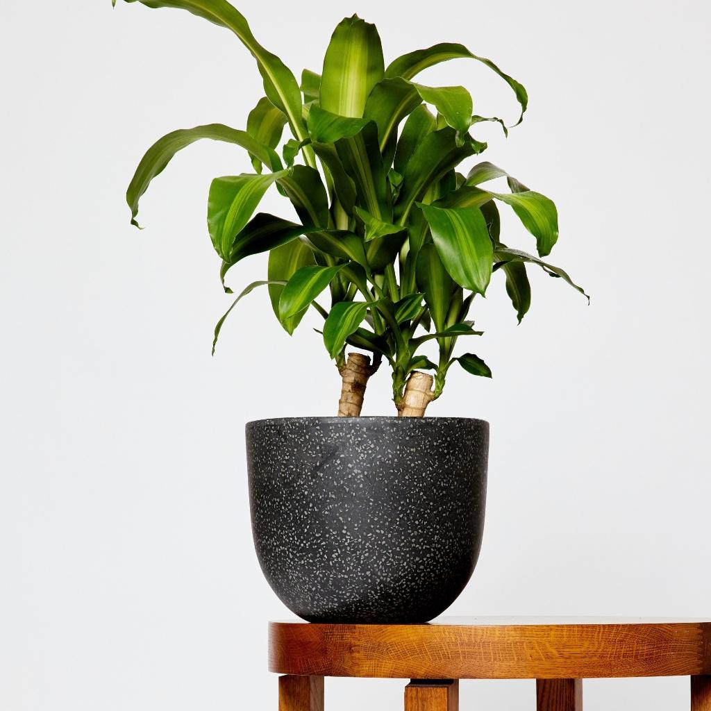 Indoor Black Plant Pots | The Good Plant Co